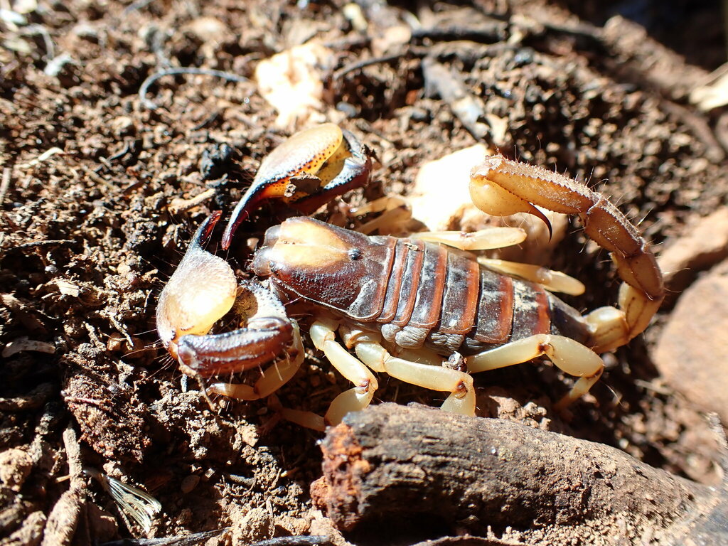 Karoo Burrowing Scorpion from Garden Route District Municipality, South ...