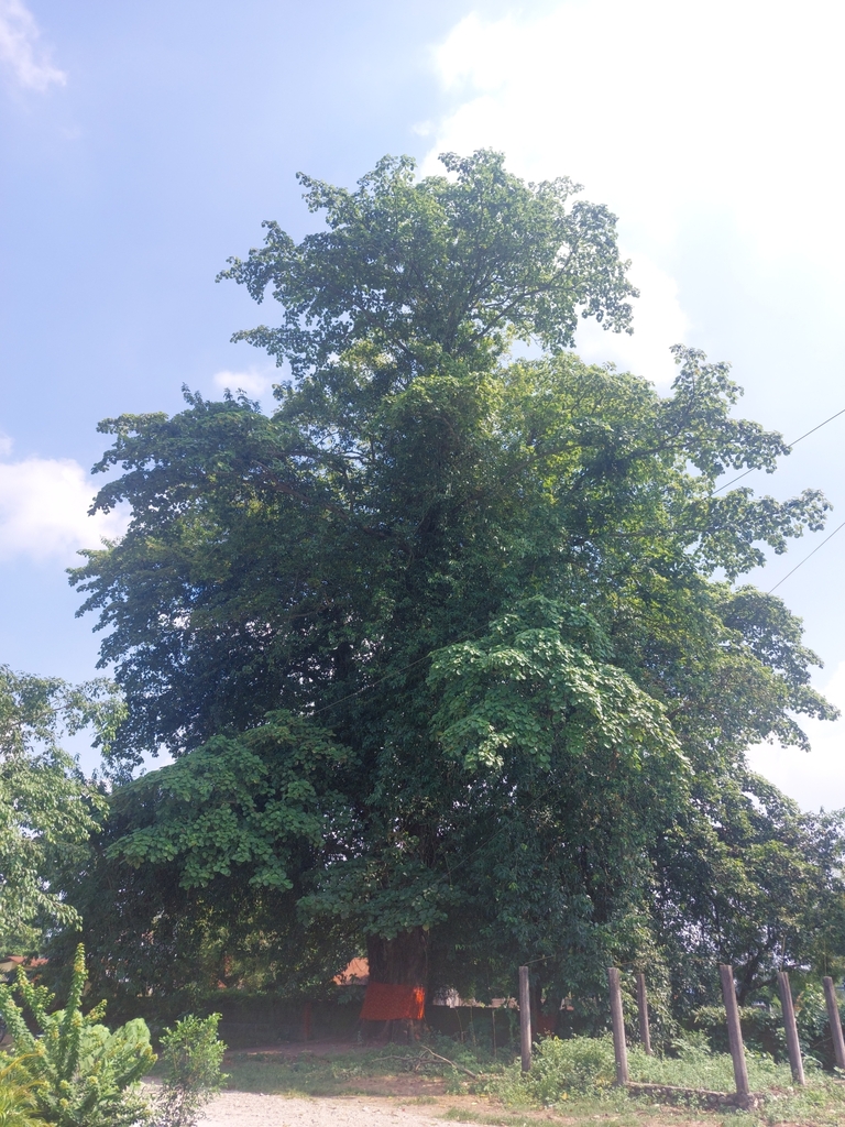 Haldu from M39W+346, Mechinagar 57207, Nepal on September 16, 2023 at ...