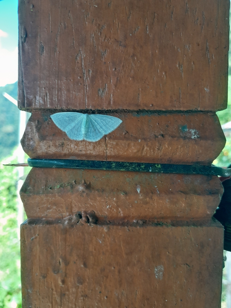 Winged and Once-winged Insects from Darap, Sikkim 737113, India on ...