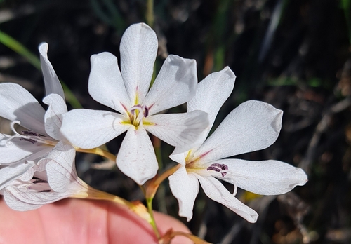 Subespecies Tritonia bakeri lilacina · iNaturalist Mexico