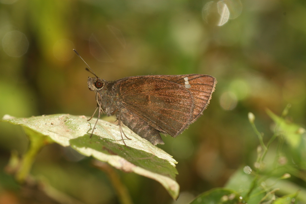 Coorg Forest Hopper from honey valley homestay on October 13, 2017 at ...