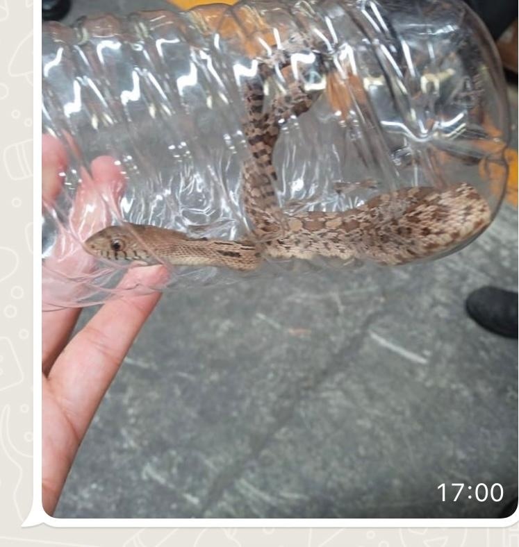 Mexican Bull Snake from Calle el Potrero, Ciudad López Mateos, Edo. Méx ...