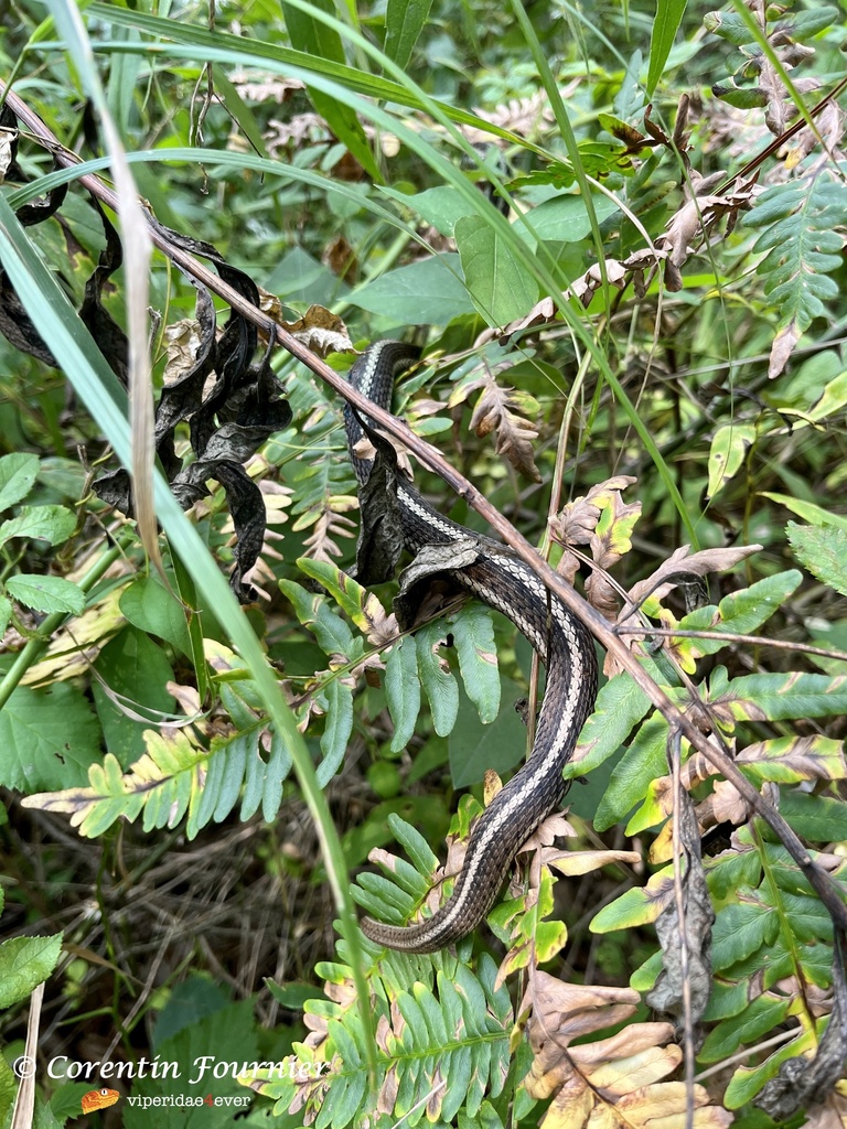 Eastern Garter Snake in September 2023 by viperidae4ever · iNaturalist