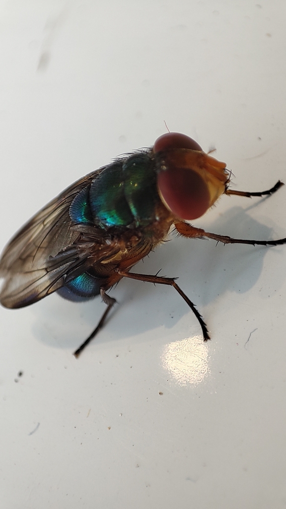 Oriental Latrine Fly in September 2023 by vitulogia · iNaturalist