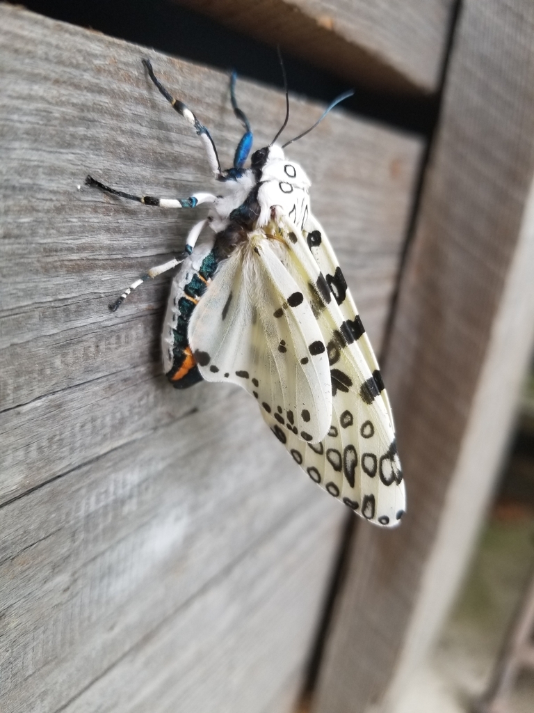 Giant Leopard Moth from Alexandria on May 28, 2018 at 04:02 PM by ...