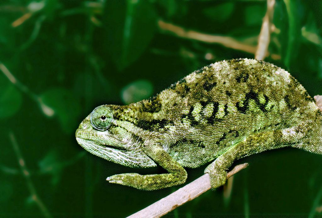 Rüppell's Desert Chameleon from Illubabor, Etiopie on June 10, 1992 at ...