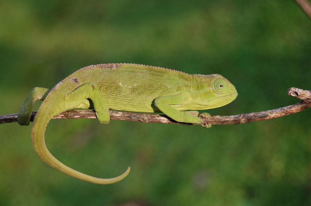 Rüppell's Desert Chameleon from Illubabor, Etiopie on November 12, 2014 ...