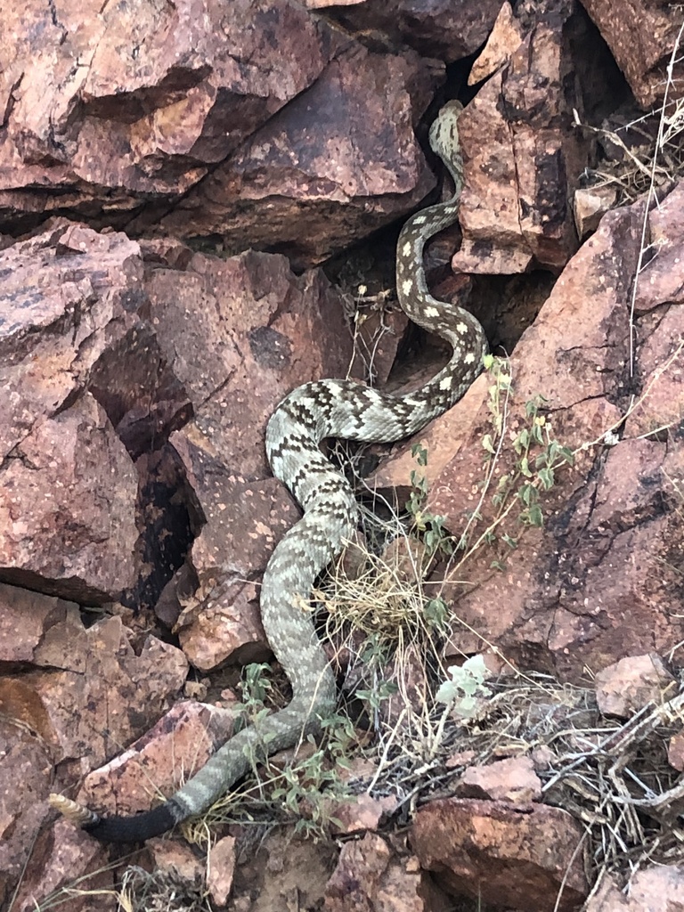 Eastern Black-tailed Rattlesnake from Quail Ave, El Paso, TX, US on ...