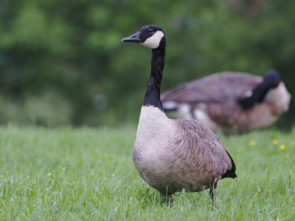 Canada Goose in July 2023 by S Dowell · iNaturalist