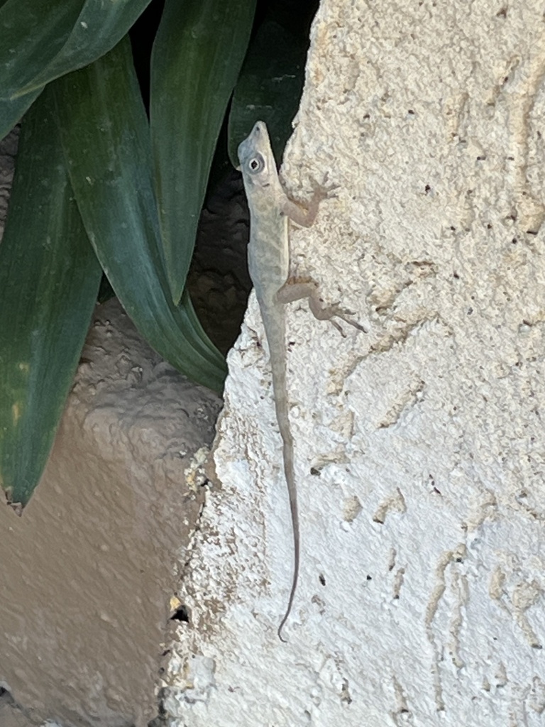 Bronze Anole from Tobago, Trinidad and Tobago, TT on September 18, 2023 ...