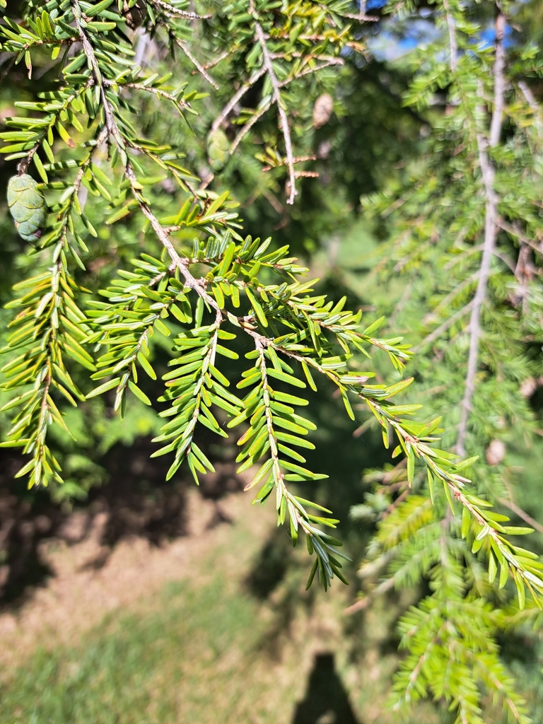 eastern hemlock from Somers, WI, USA on September 12, 2023 at 12:36 PM ...
