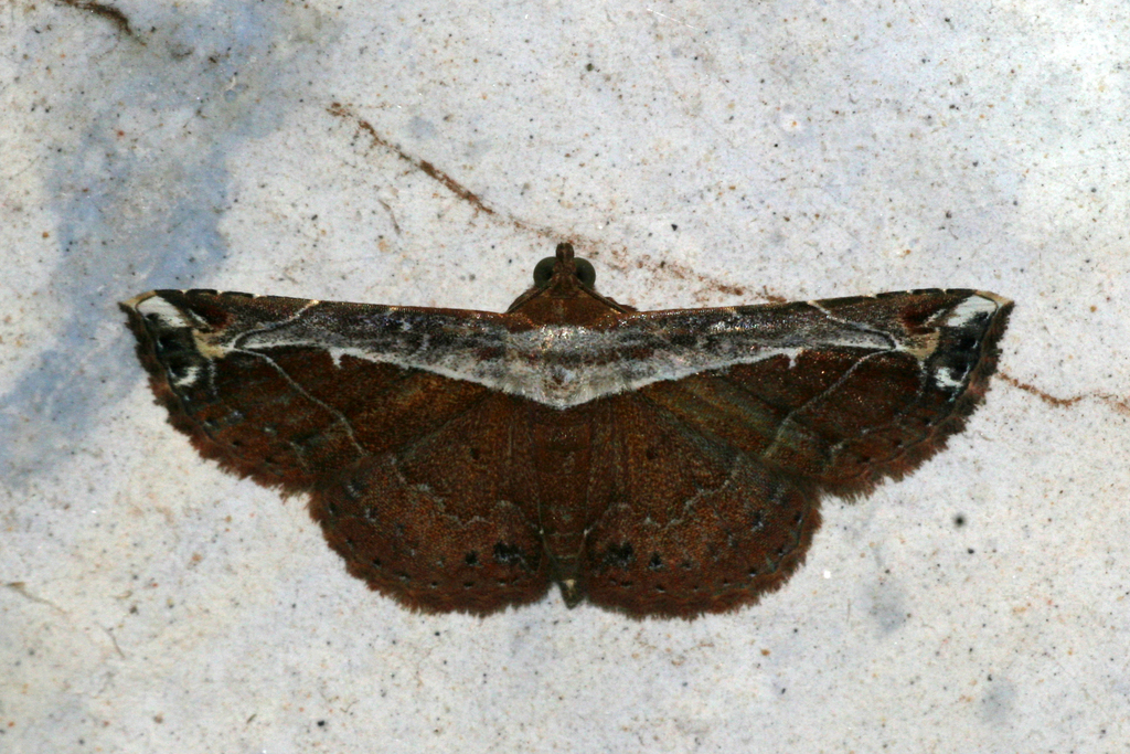 Zurobata vacillans from Mudipu - konaje, Mangalagangotri, Mangaluru ...