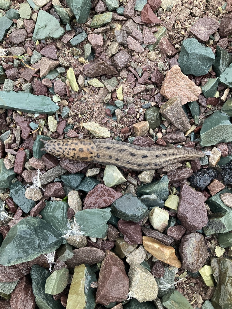 Leopard Slug from Shea Heights, St. John's, NL, Canada on July 11, 2023 ...