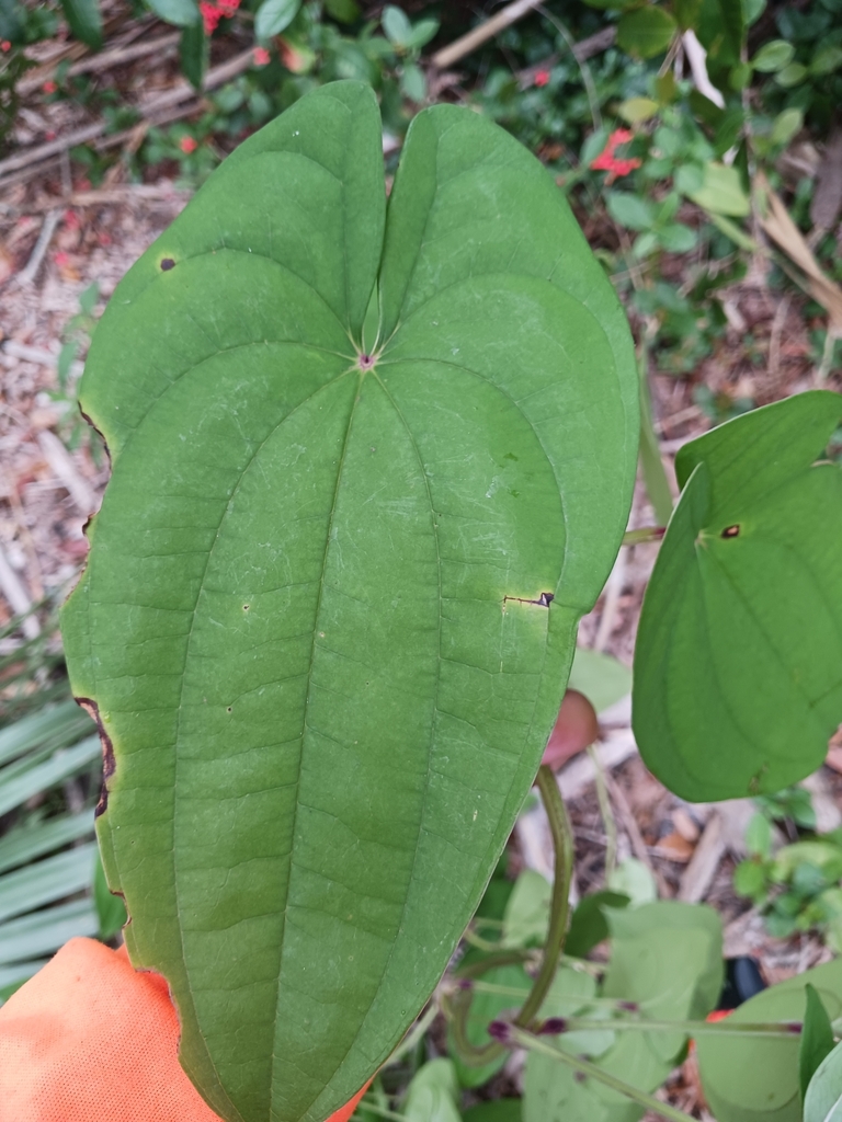 Purple yam from Estero, FL, USA on September 18, 2023 at 10:57 AM by ...