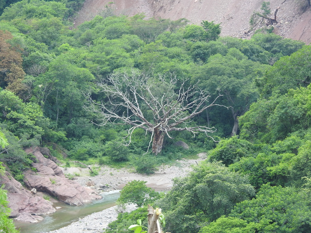 elephant ear tree from Pueblo Nuevo, Dgo., México on September 13, 2023 ...