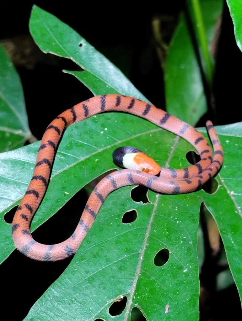 Tropical Flat Snake from Saul 97314, French Guiana on September 18 ...