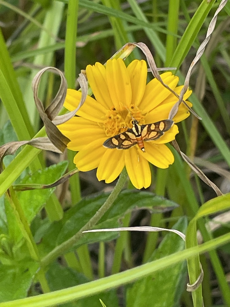 Orange-spotted Flower Moth from Agricultural Reserve, Boynton Beach, FL ...