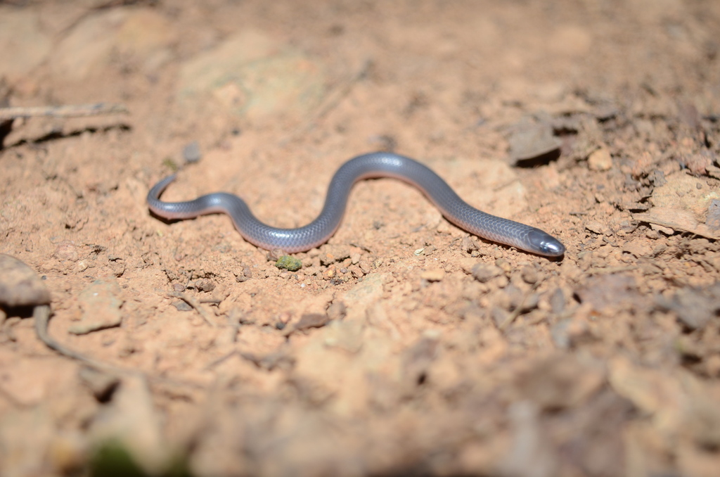 Eastern Worm Snake from Orange County, NC, USA on August 21, 2023 at 09 ...