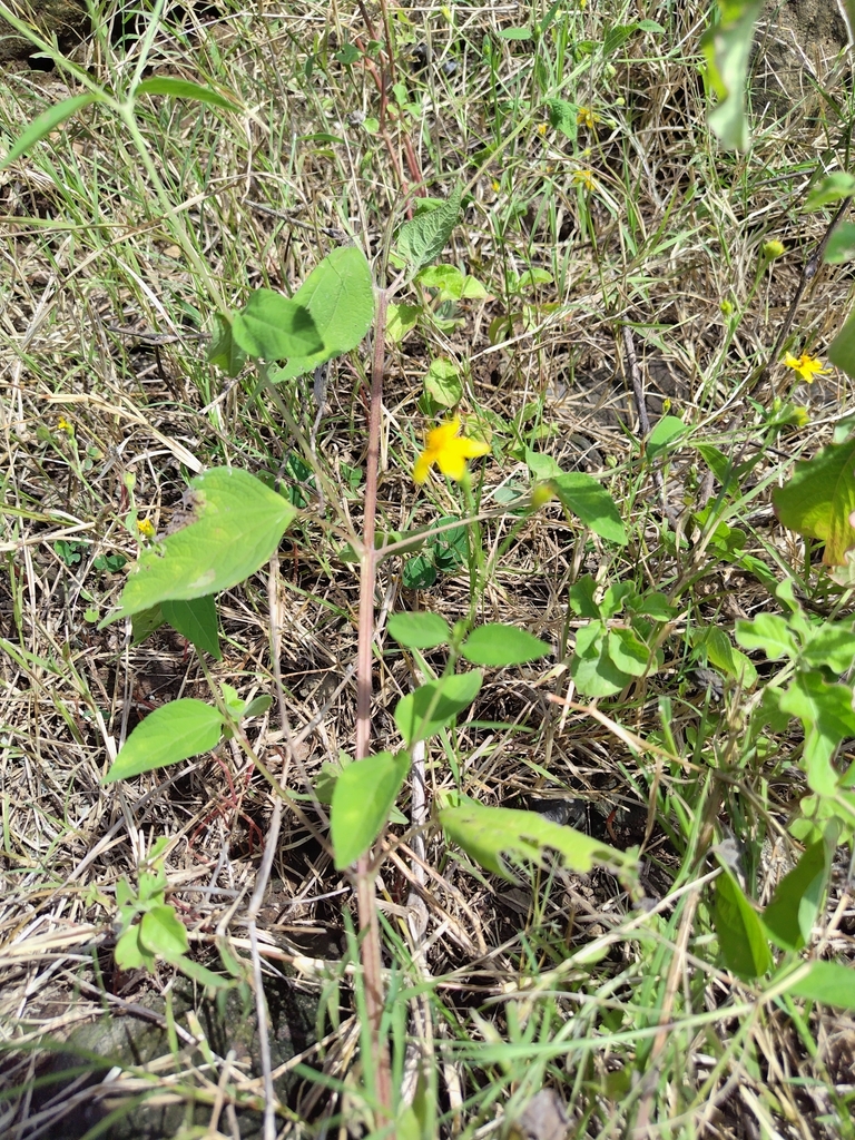 Baltimora recta from El Viejo, NI-CI, NI on September 18, 2023 at 02:32 ...