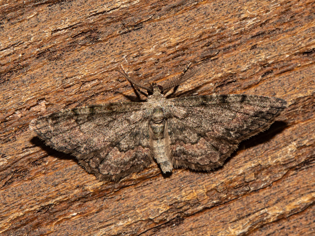 Texas Gray from Anne Arundel County, MD, USA on September 16, 2023 at ...