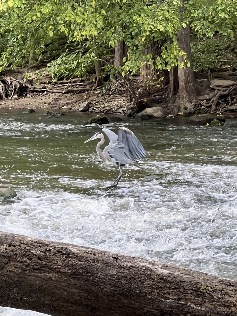Great Blue Heron from Michigan State University, East Lansing, MI, US ...