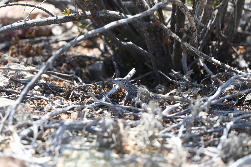 Marbled Whiptail from Brewster County, TX, USA on September 14, 2023 at ...