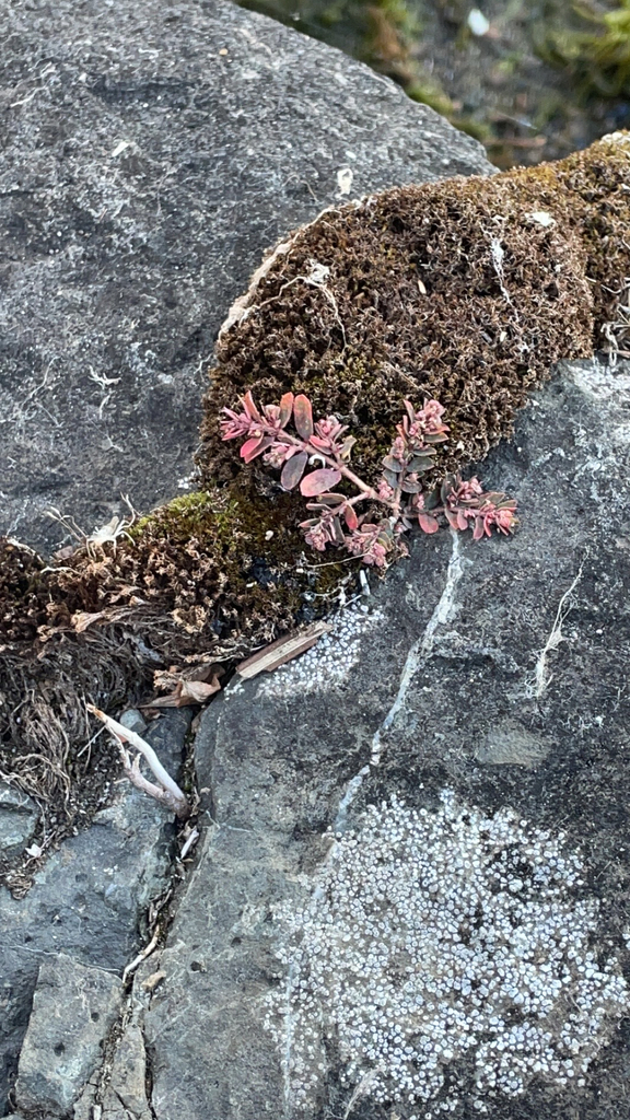 Spotted spurge in September 2023 by ny26 · iNaturalist