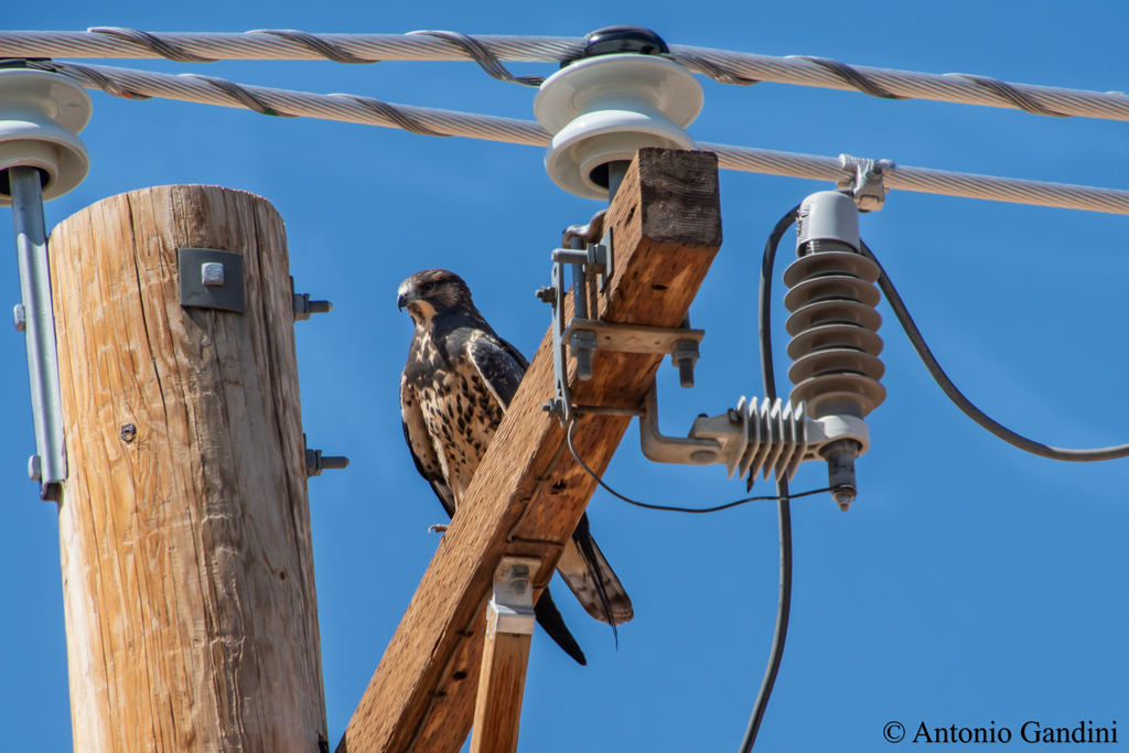 Swainson's Hawk in September 2023 by Antonio Gandini · iNaturalist