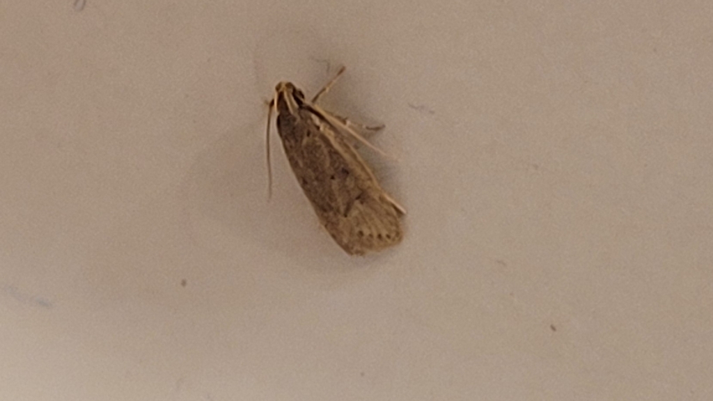 Curved-horn Moths from Watauga, TX, USA on September 18, 2023 at 08:46 ...