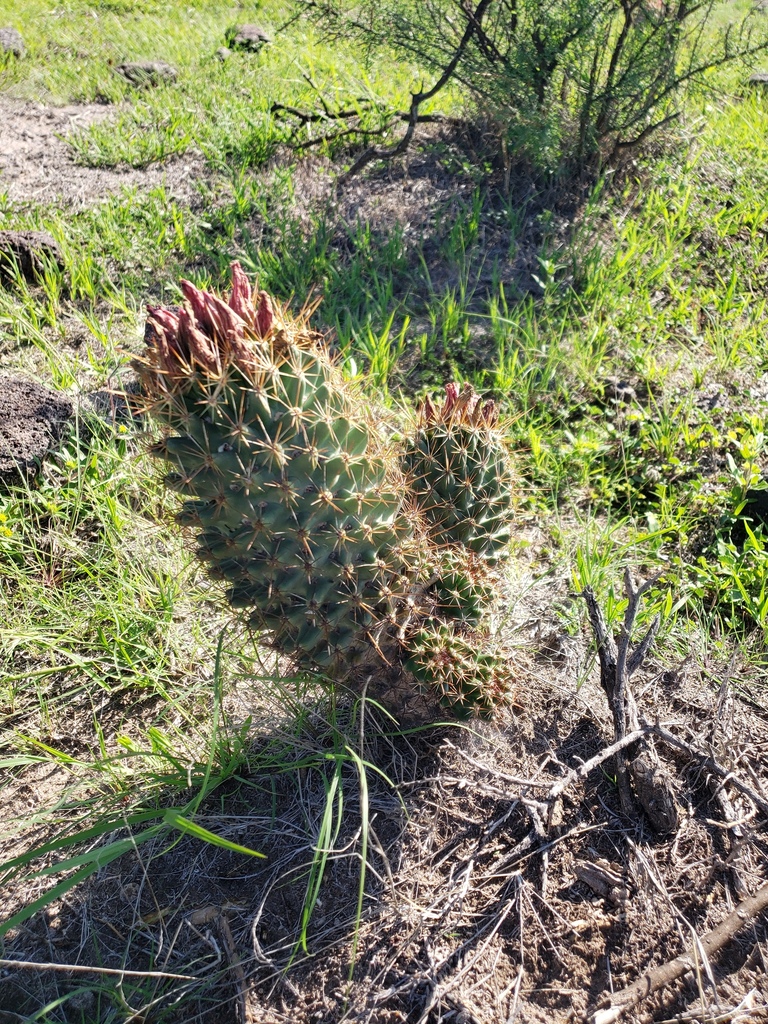 Coryphantha octacantha in September 2023 by Jorge Campos Caltzonzi ...