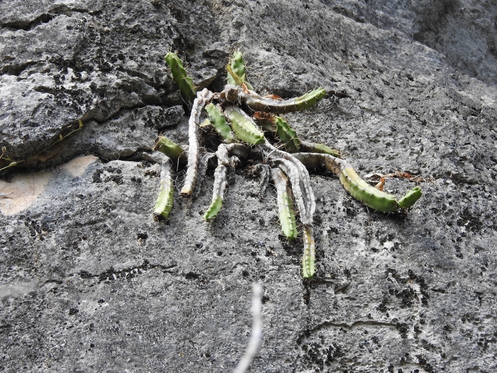 Ladyfinger Cactus from Soto la Marina, Tamps., MX on September 15, 2023 ...