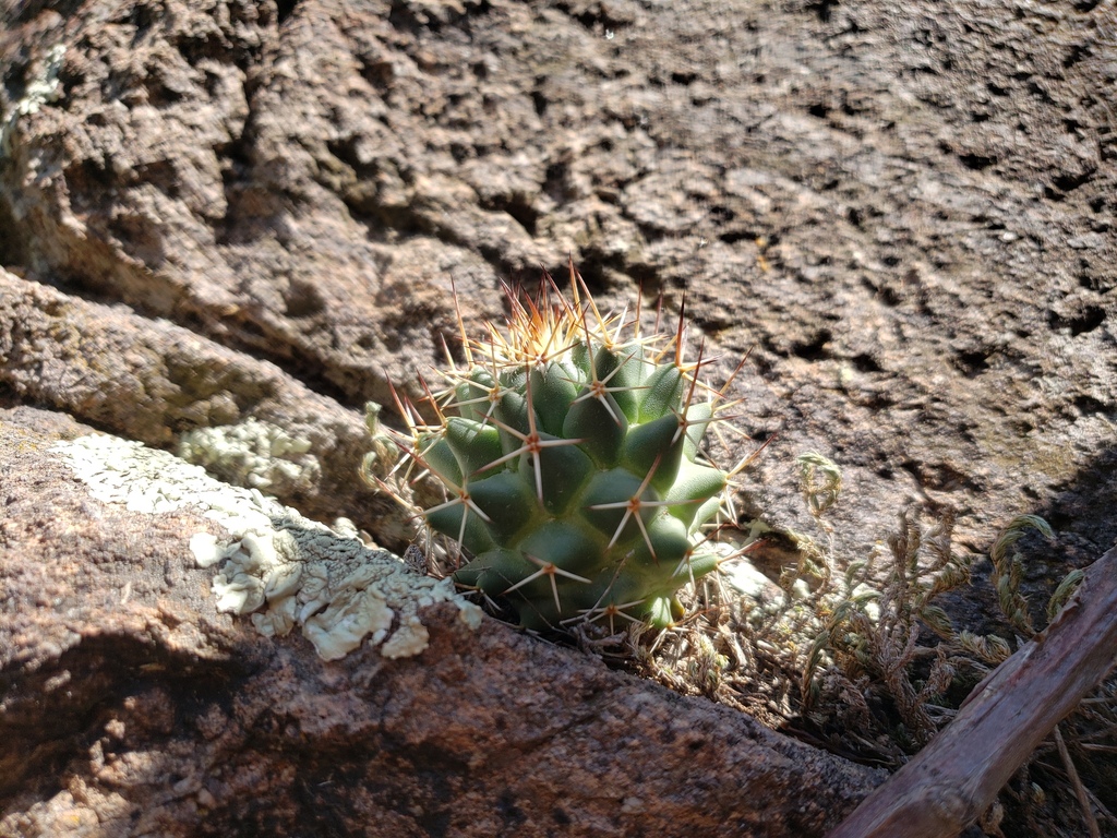 Coryphantha octacantha in September 2023 by Jorge Campos Caltzonzi ...