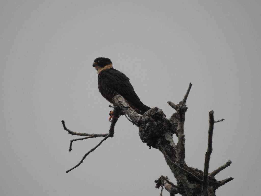 Bat Falcon from Soto la Marina, Tamps., MX on September 16, 2023 at 05: ...
