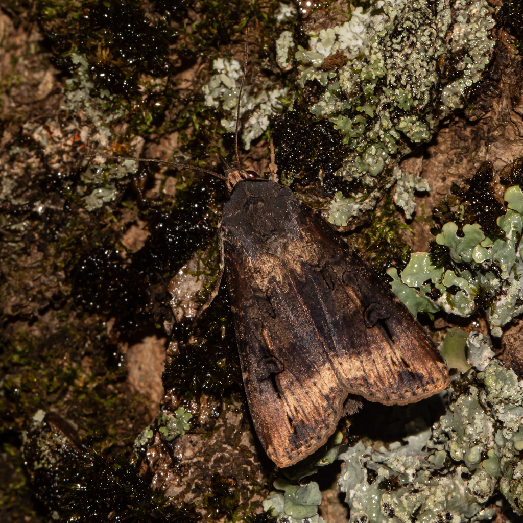 Ipsilon Dart Moth from Anne Arundel County, MD, USA on September 16 ...