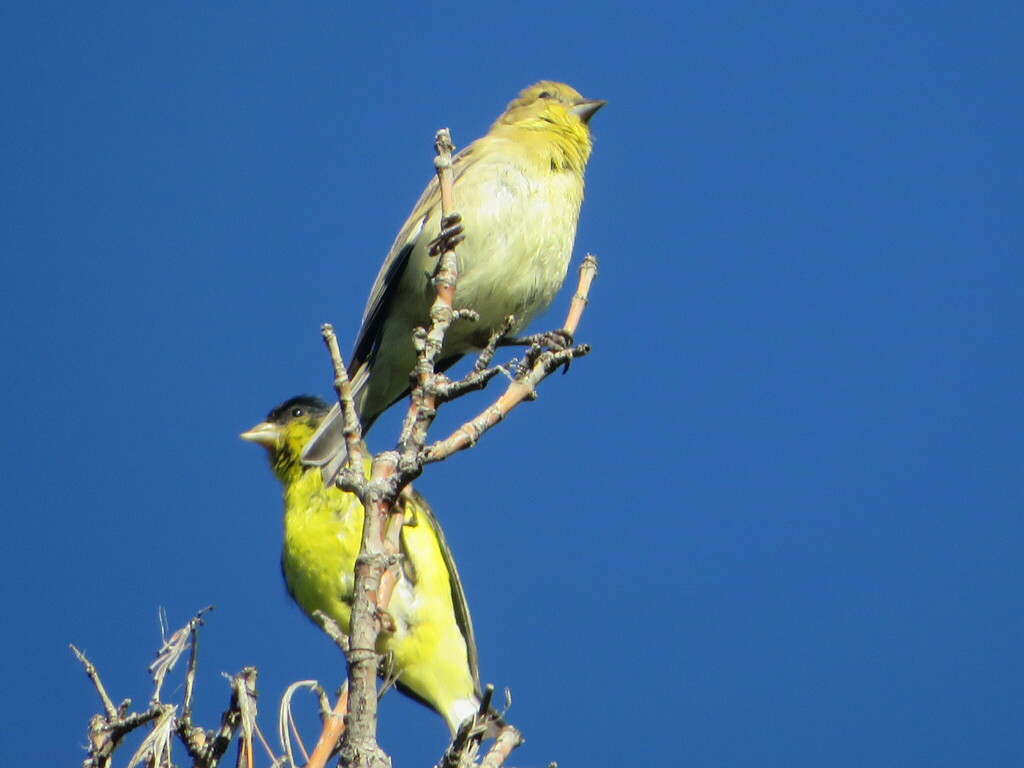 Lesser Goldfinch from 3105 Gateway Rd, Colorado Springs, CO 80904, USA ...