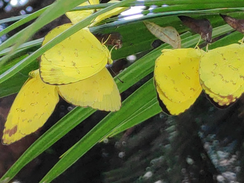 Three-spotted Grass Yellow from 932J+87G, Raipur, Dehradun, Uttarakhand ...