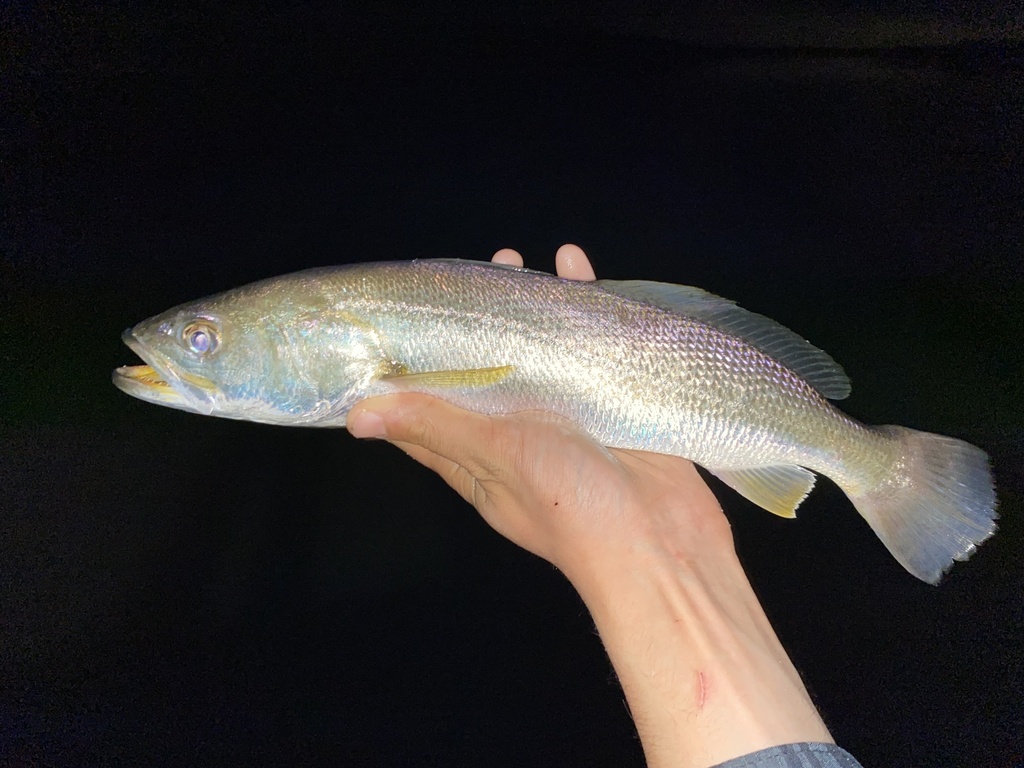 Sand Weakfish in September 2023 by species_spotlight · iNaturalist