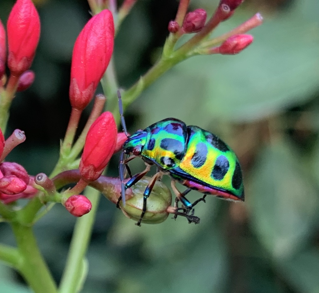 Lychee Shield Bug from Lodhi Garden, New Delhi, DL, IN on September 19 ...