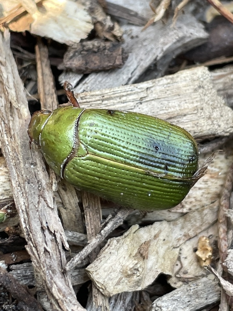 Xylonichus from Jeremy Way, Frankston South, VIC, AU on September 19 ...