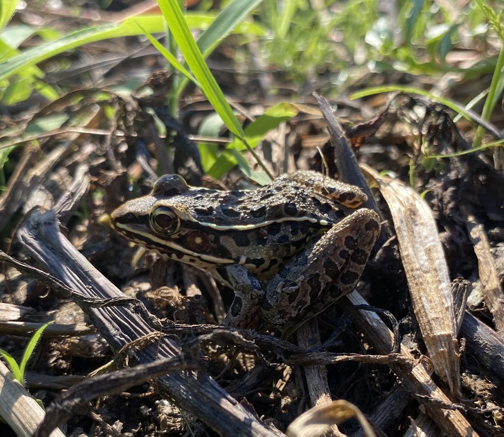 Southern Leopard Frog from Elm City, NC, US on September 18, 2023 at 05 ...