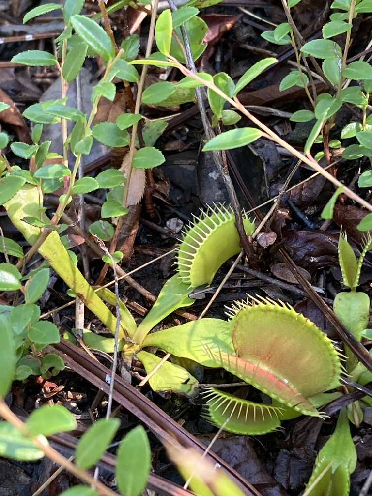 Venus flytrap in September 2023 by Emma Gwyn · iNaturalist