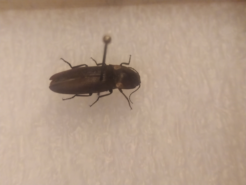 Deilelater physoderus from El Charco, 49500 Mazamitla, Jal., México on September 18, 2023 at 10: ...