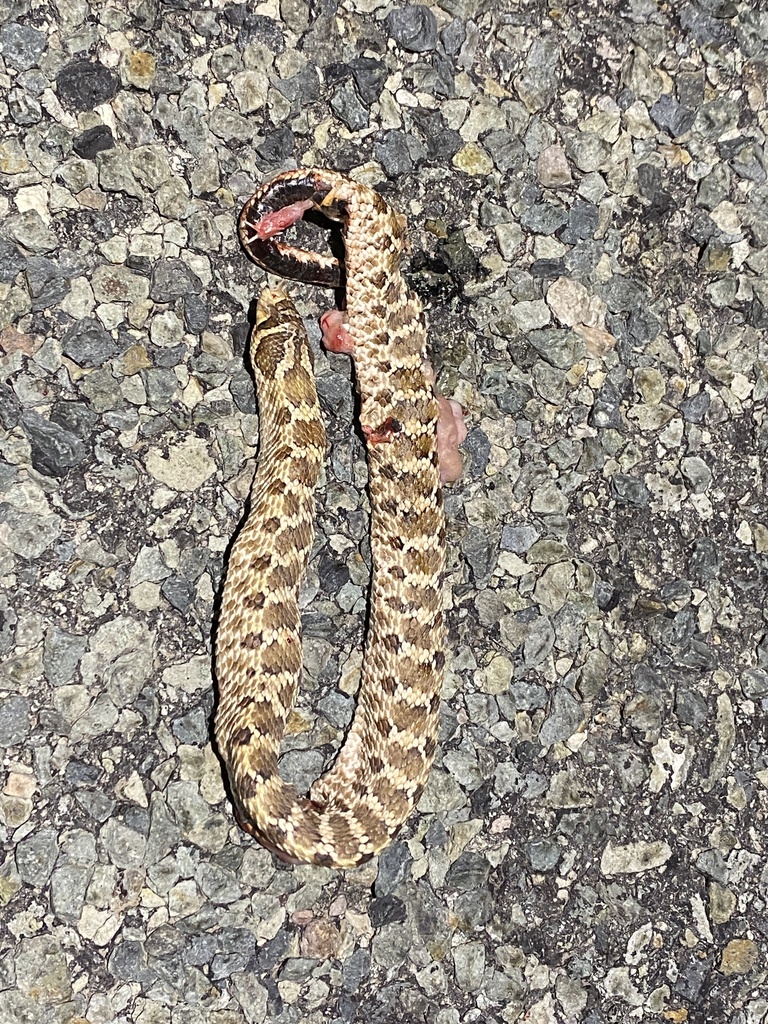 Mexican Hognose Snake from NM-9, Animas, NM, US on September 18, 2023 ...