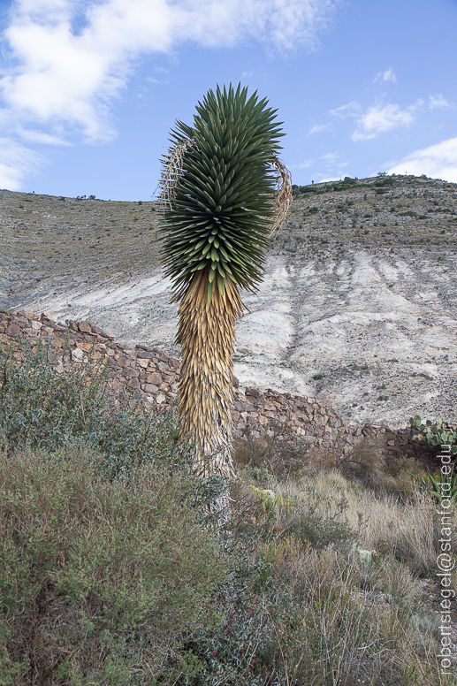 giant Spanish-dagger from Real de Catorce, San Luis Potosi, Mexico on ...