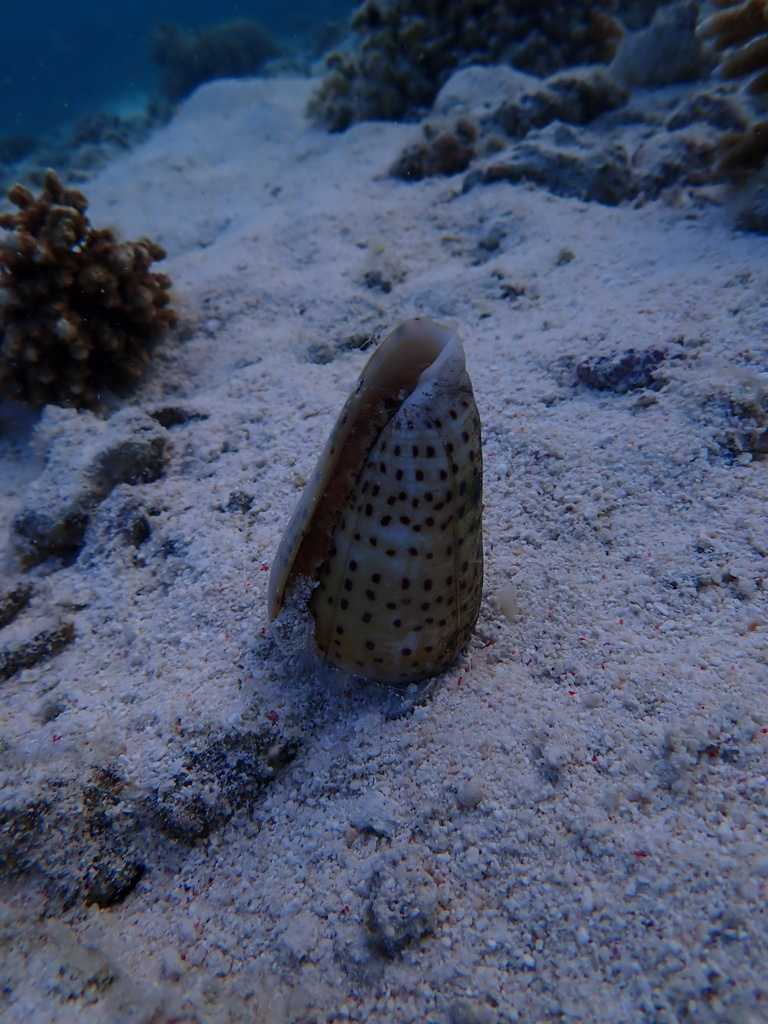 Ivory Cone from South Pacific Ocean, Eurimbula, QLD, AU on September 19 ...