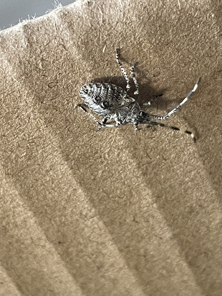 Alcaeus from Upper Sweetwater Creek Reserve, Frankston South, VIC, AU ...