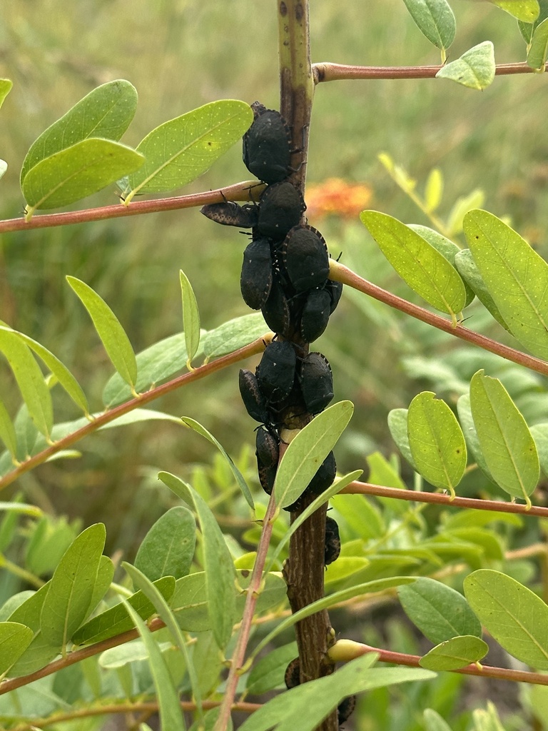 Cyclopelta from 荣成市, 威海市, 山东省, CN on September 19, 2023 at 12:55 PM by ...