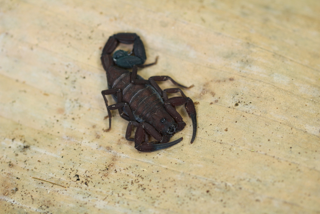 Tityus pachyurus from Provincia de Puntarenas, Puerto Jiménez, Costa ...
