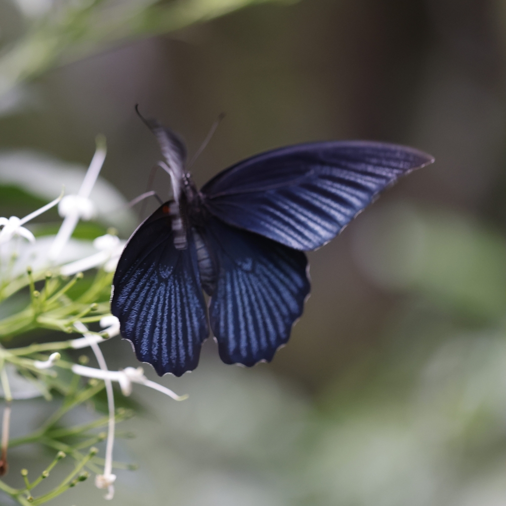 Great Mormon Swallowtail in September 2023 by ch87 · iNaturalist