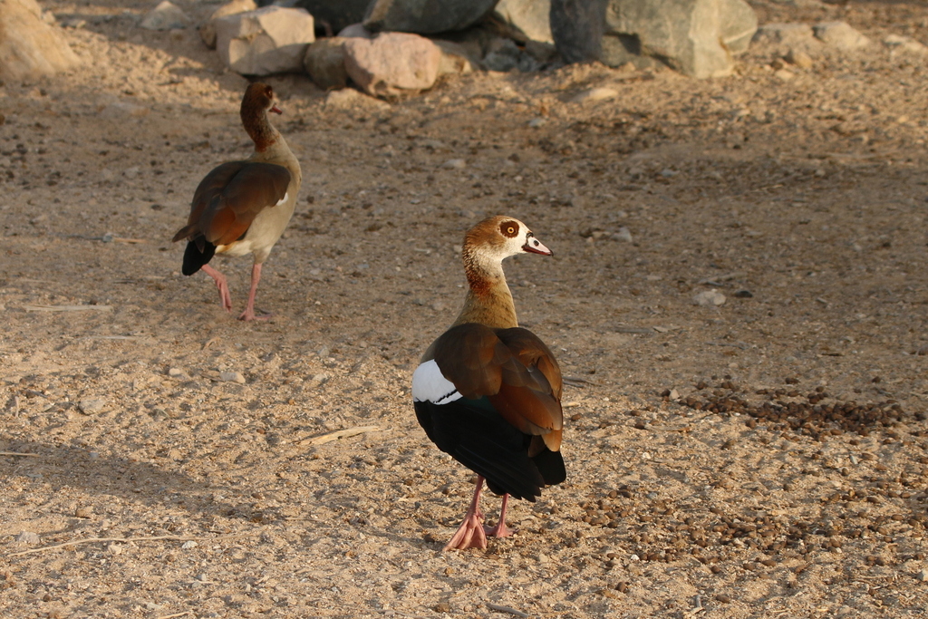 Egyptian Goose from Sir Bani Yas - Abu Dhabi - United Arab Emirates on ...